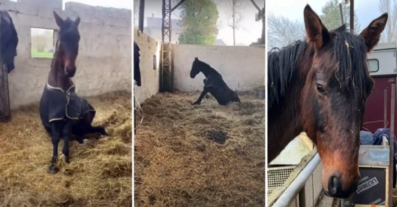 Moments d'émotion : Un cheval abandonné au cœur brisé réapprend à marcher