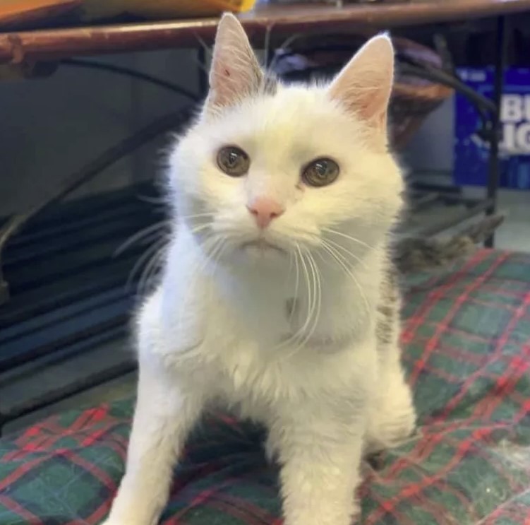 Le chat de 20 ans a été adopté par une grand-mère de 101 ans